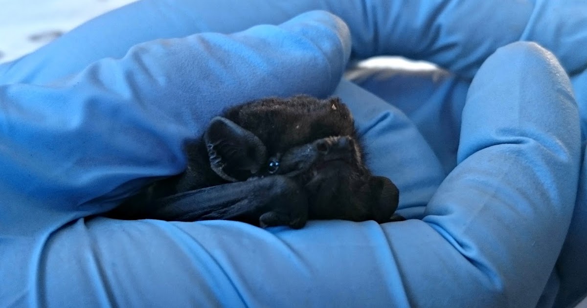 tracking the lives of microbats