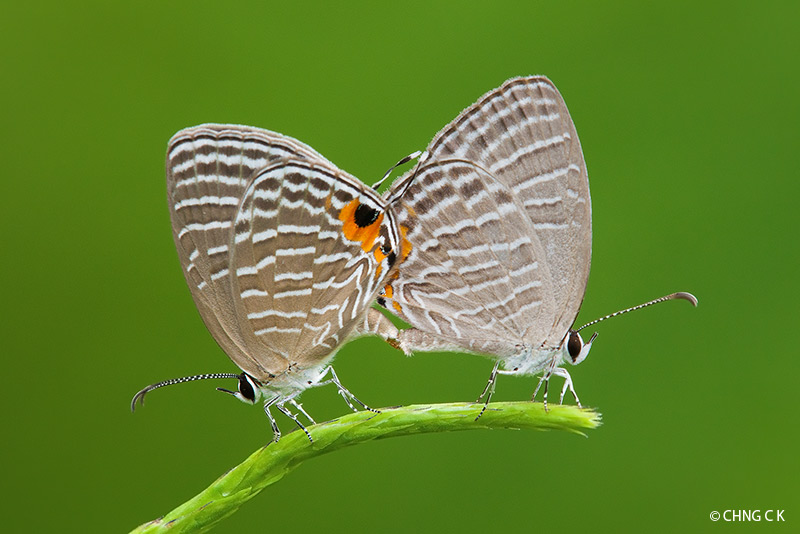 Butterflies of Singapore: Sexual Dimorphism : Part 1
