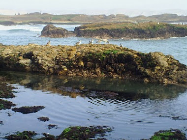 Marine Sediments: Lecture: Deep sea sediments