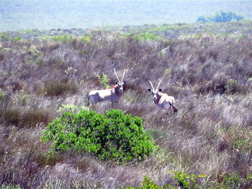 1camera1mom: Buffelsfontein Game Reserve - Part 1