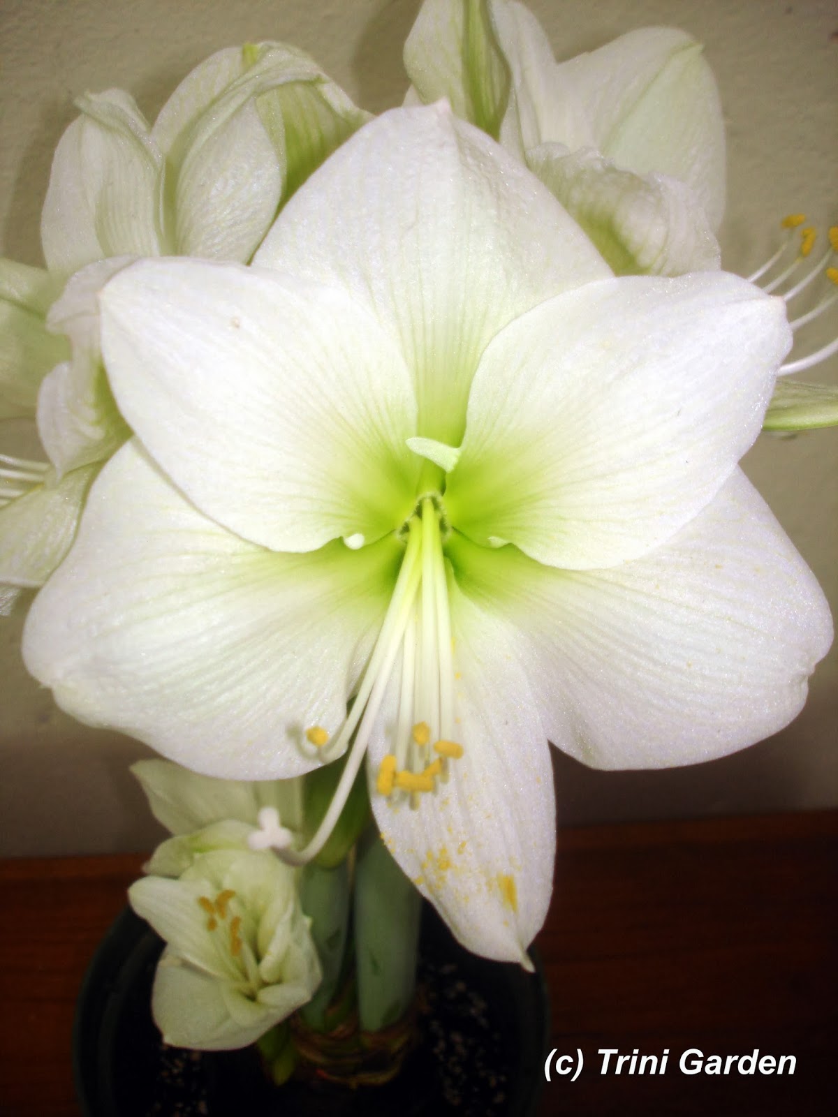 Trini Garden: White Amaryllis With A Green Throat