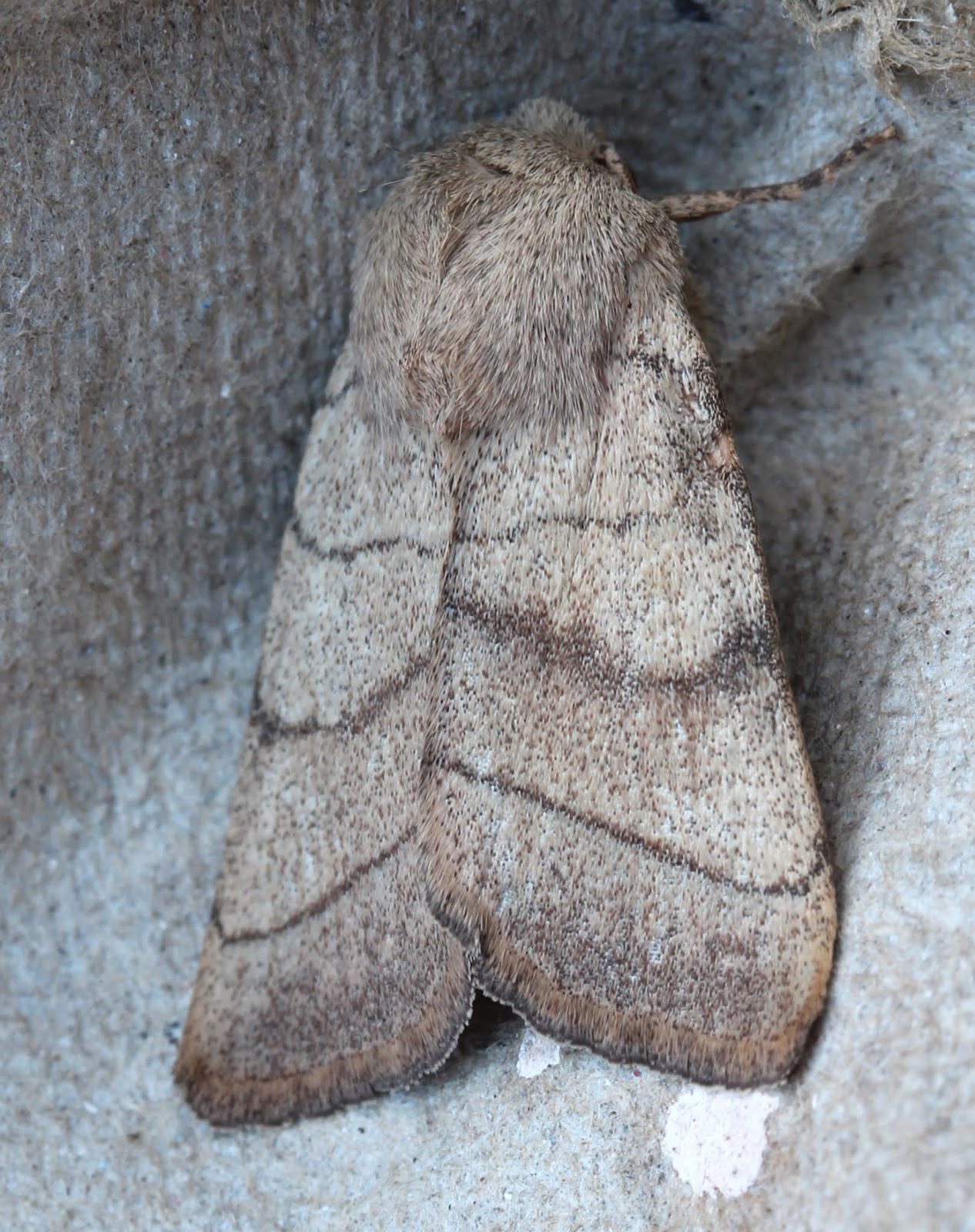 Ceredigion Moths: Treble-bar