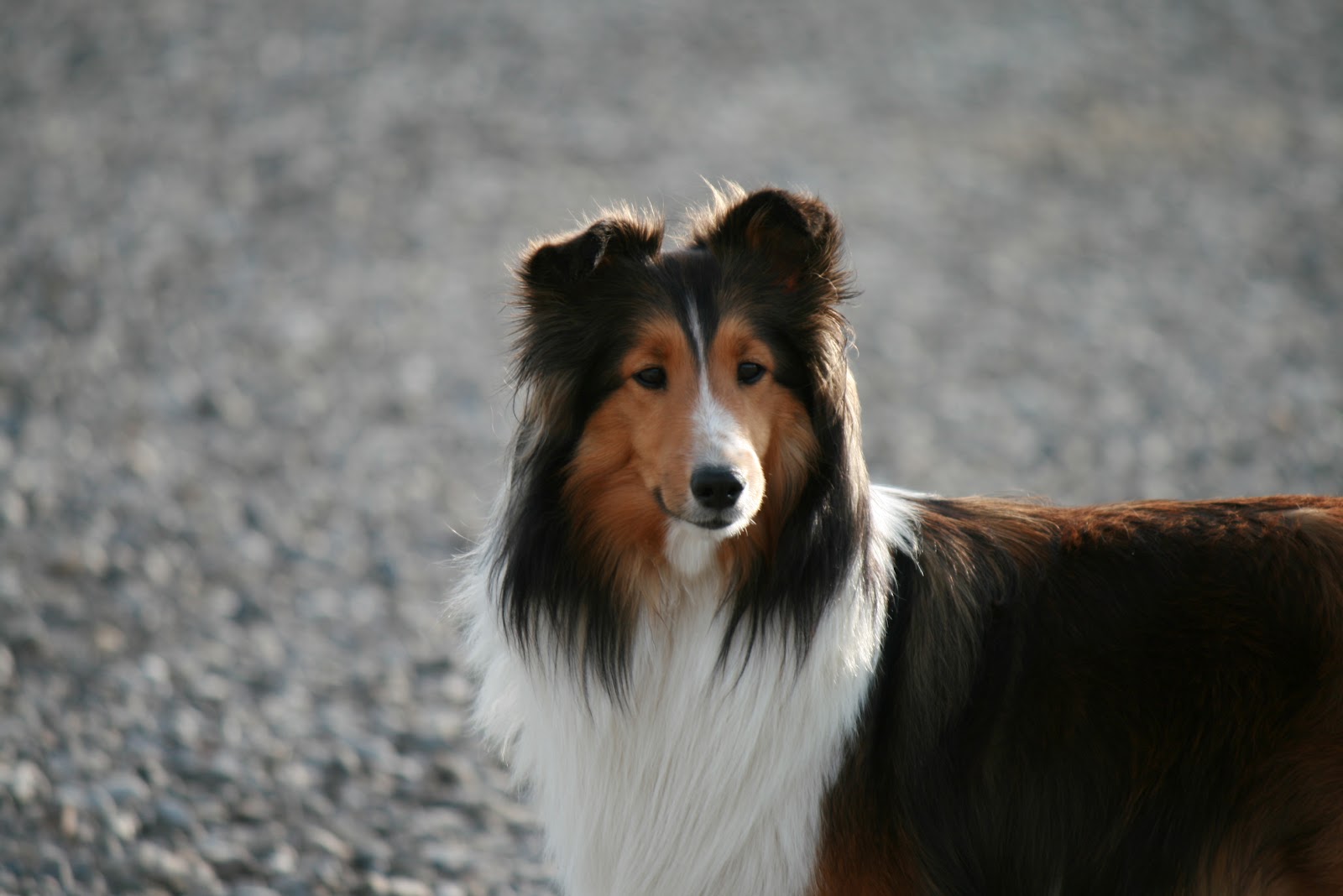 Hyper Hounds Shelties: sheltie pics