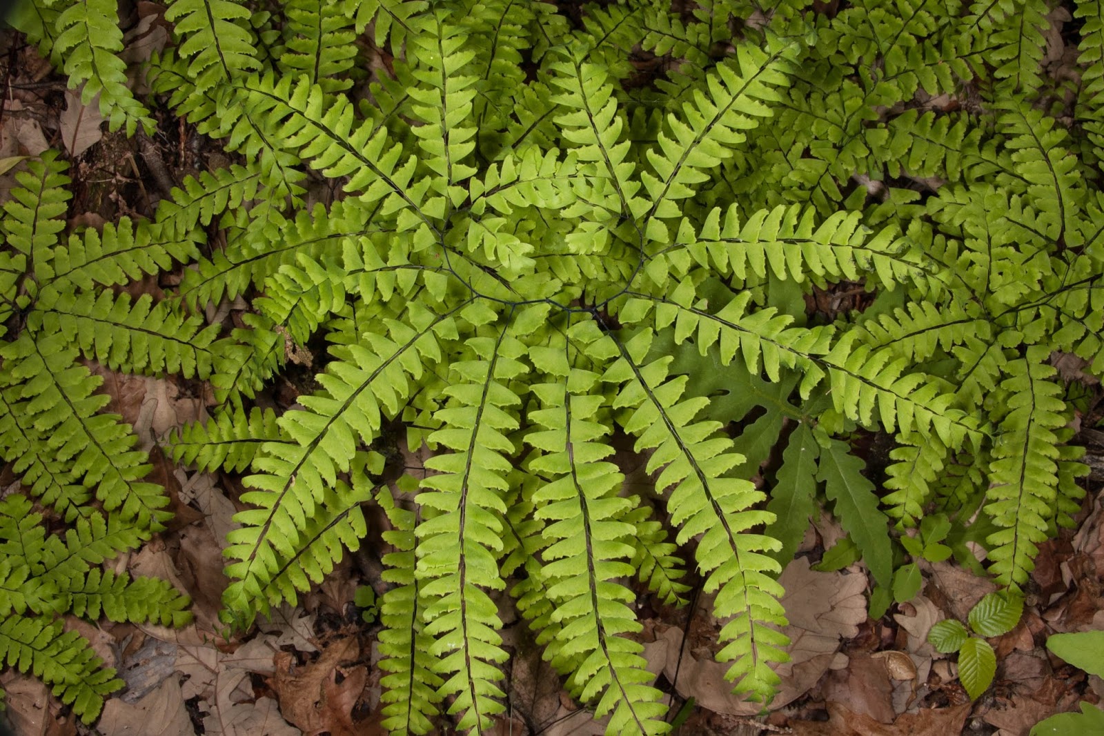 Champlain Islands' Nature: Northern Maidenhair Fern