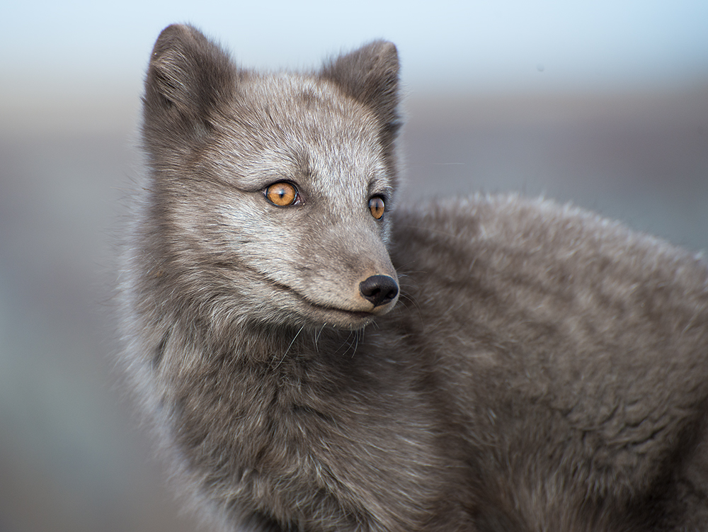 Øyvind Buljo Naturfoto: Fjellrev