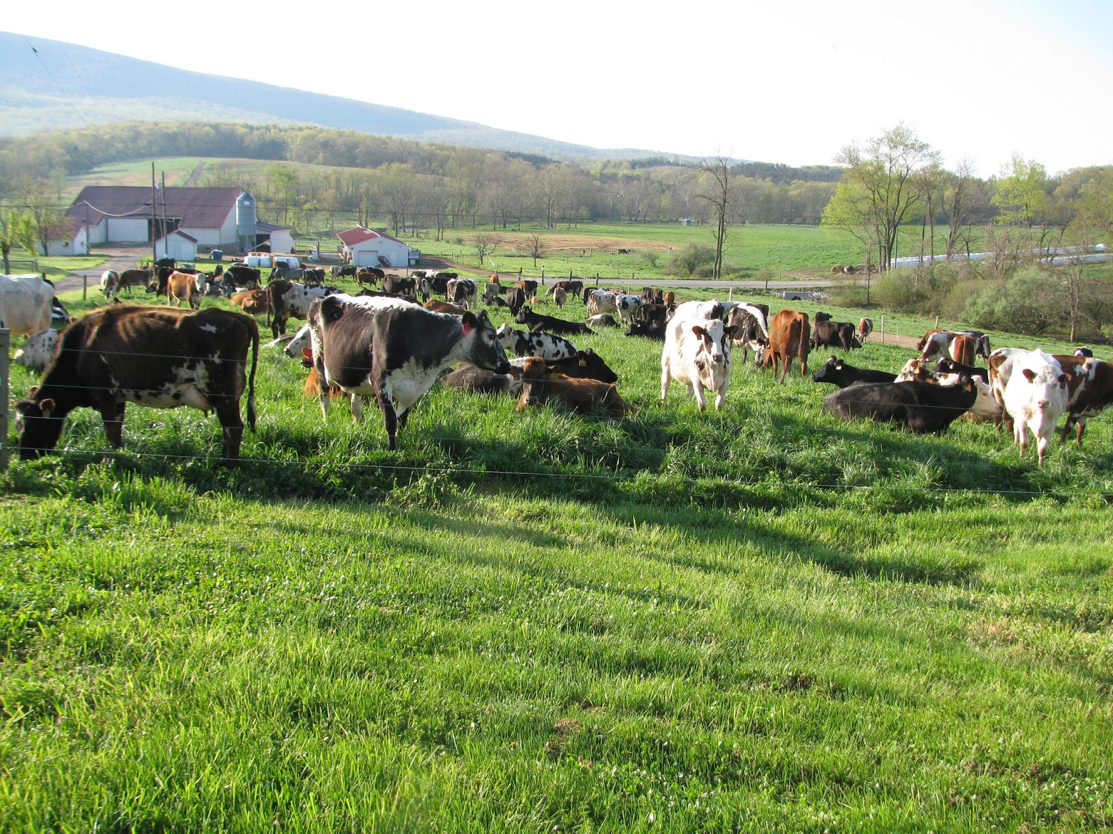 Amazing Grace Dairy: 160 Cows on One Acre...for 12 Hours!
