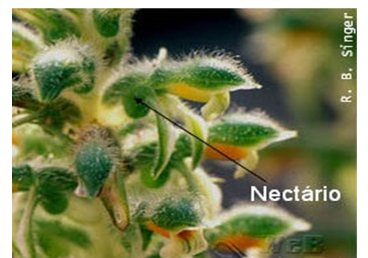 Hidatódios e Nectários