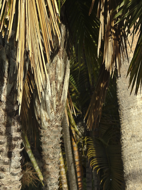 Flora ornamental, hortícola y medicinal.: Syagrus schizophylla ...