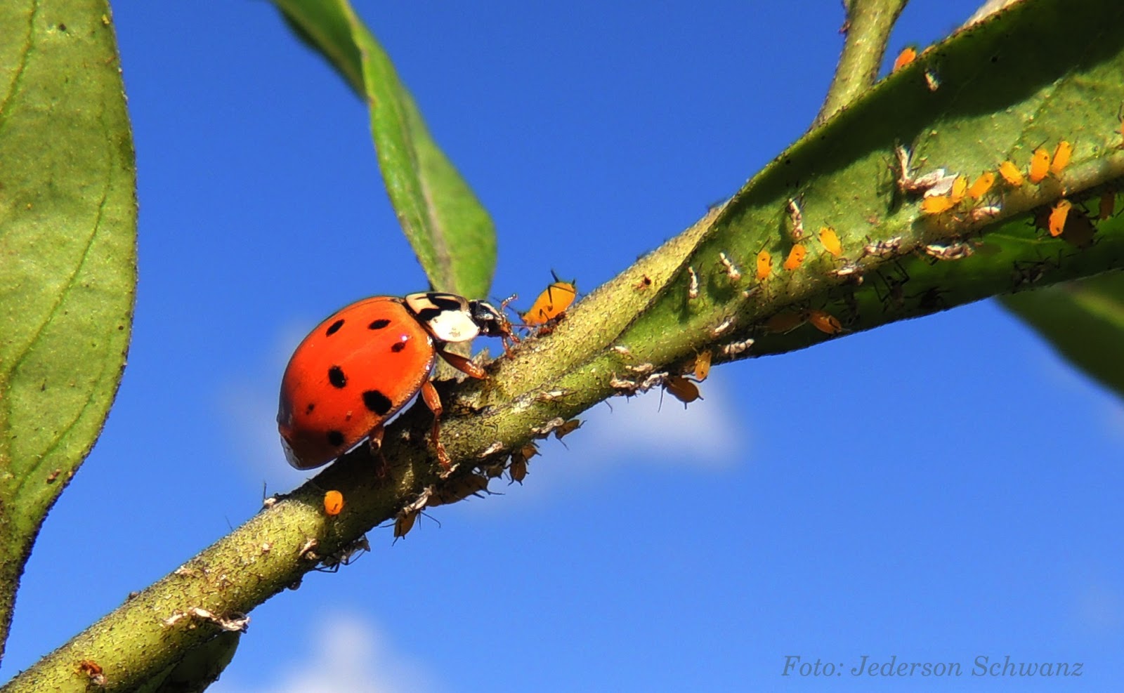 Pássaros e nossa terra : Joaninha(inseto)predando Afídeos (pulgões ...
