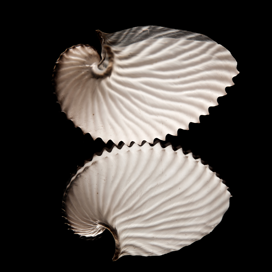 Pics and other stuff: Argonaut