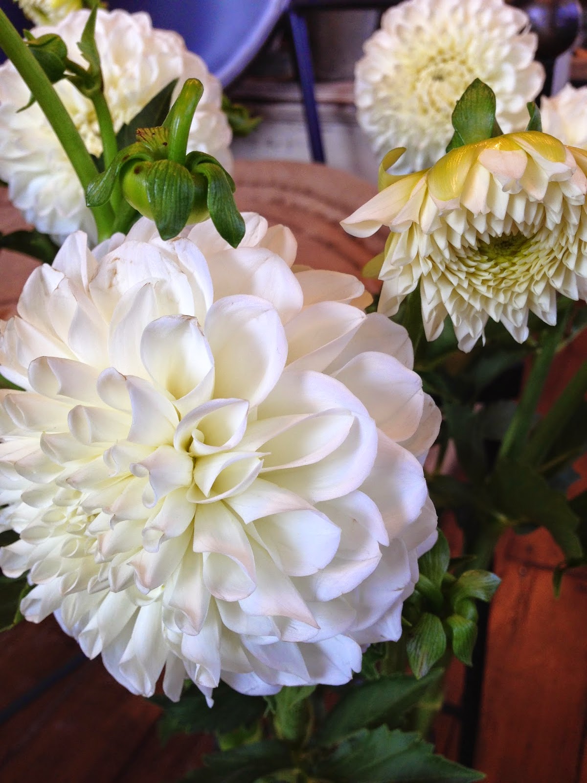 flower of the week : california dahlia : july 3 - Les Fleurs