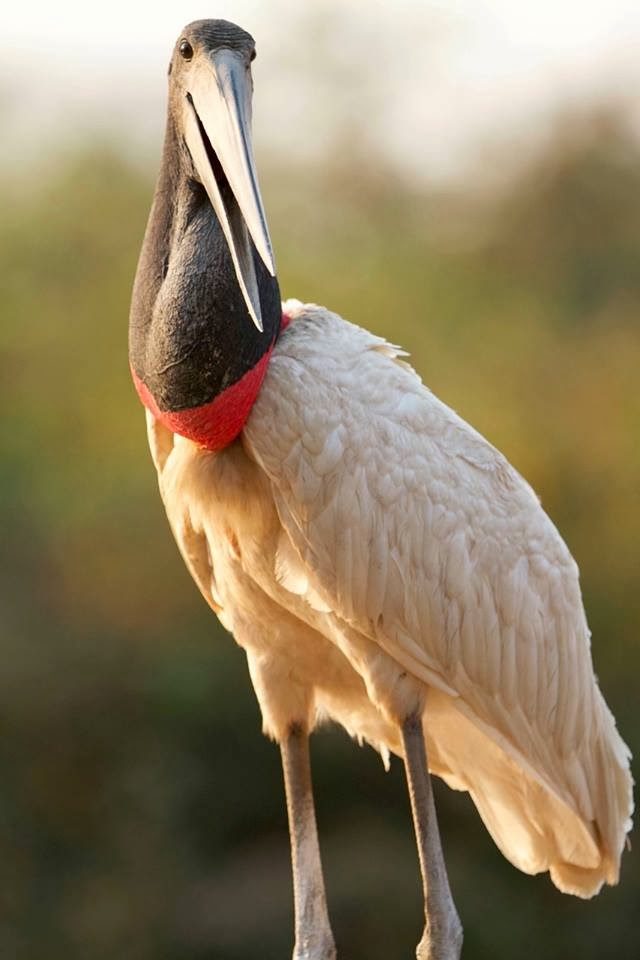 Blog de Geografia: Fotos de Bichos do Pantanal