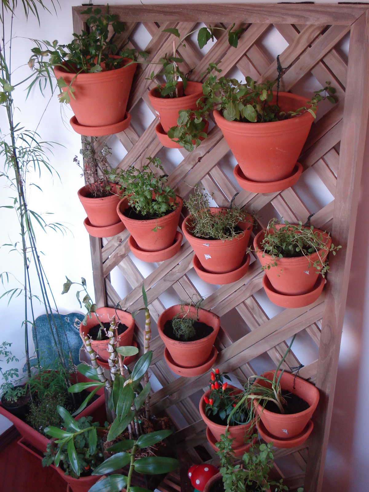 mini-horta: Fotos de mini-horta