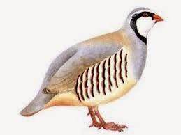 Birds beautiful hd wallpapers 2014: chakor beautiful hd wallpapers