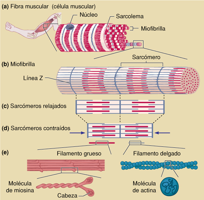 Anatomy full : MÚSCULO ESQUELÉTICO (MME)