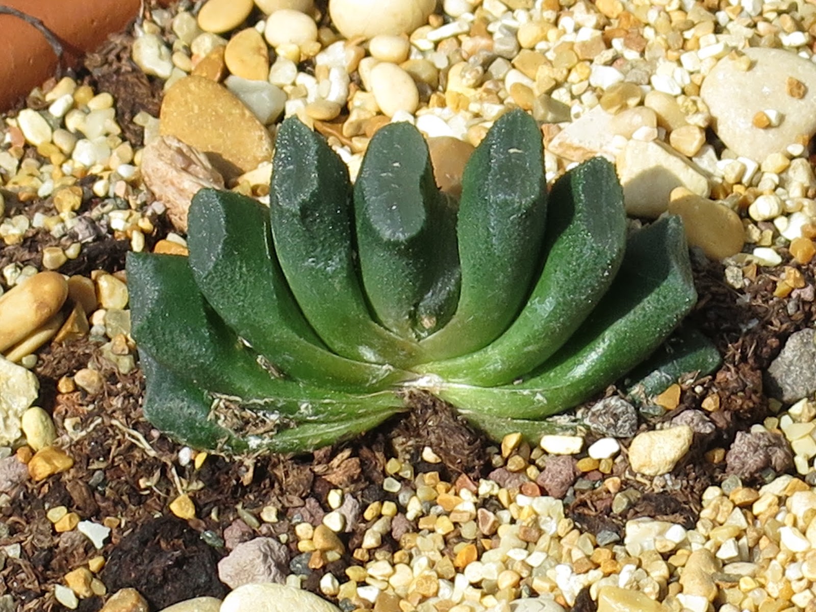 Plant World: Haworthia truncata