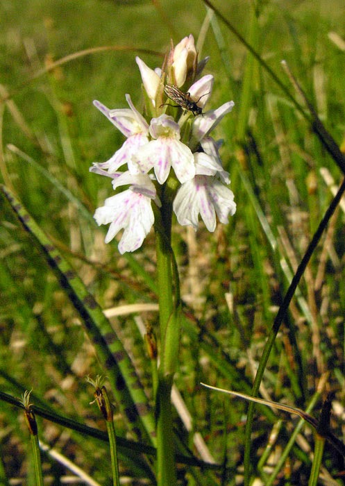 Botanical Book at Bedtime: Part Four