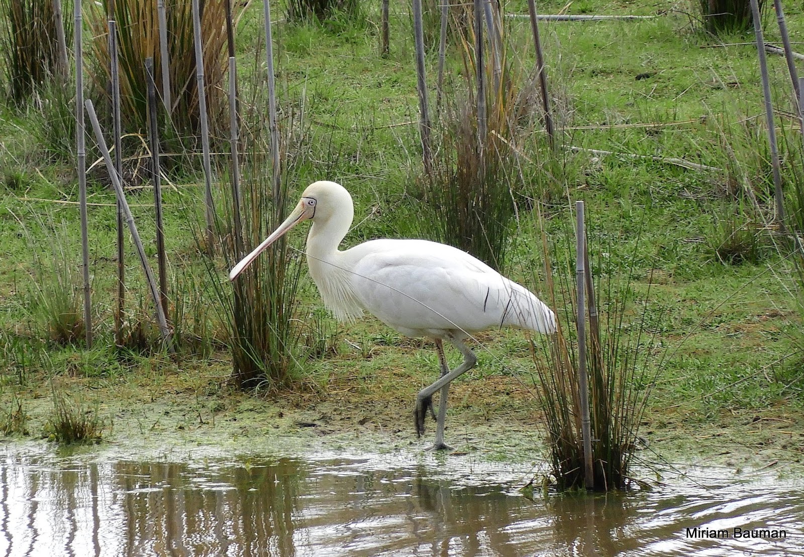 Yellow-billed Spoonbill (Spatule à bec jaune) - Travels With Birds