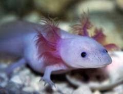 Andy foto natura: Ajote