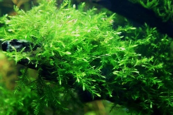 Moko Aquascape Shop: MOSS