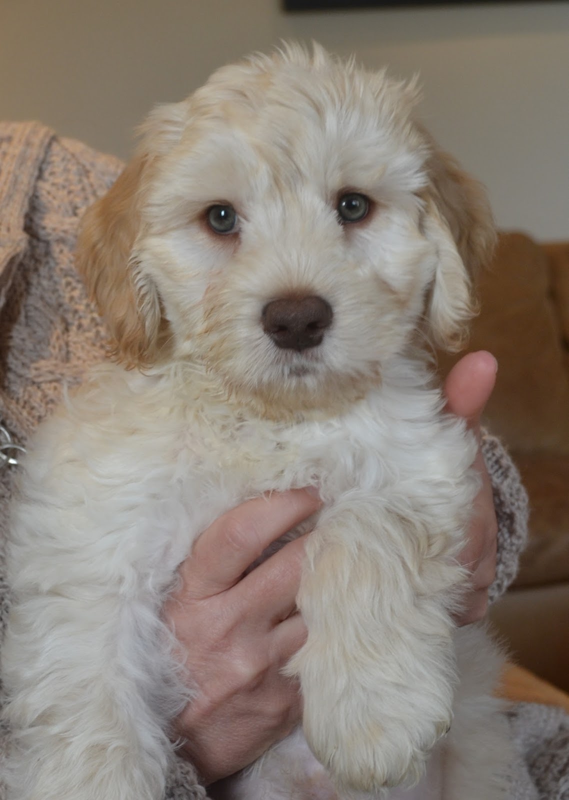 Golden Gate Labradoodles: Authentic Australian Labradoodles: From ...