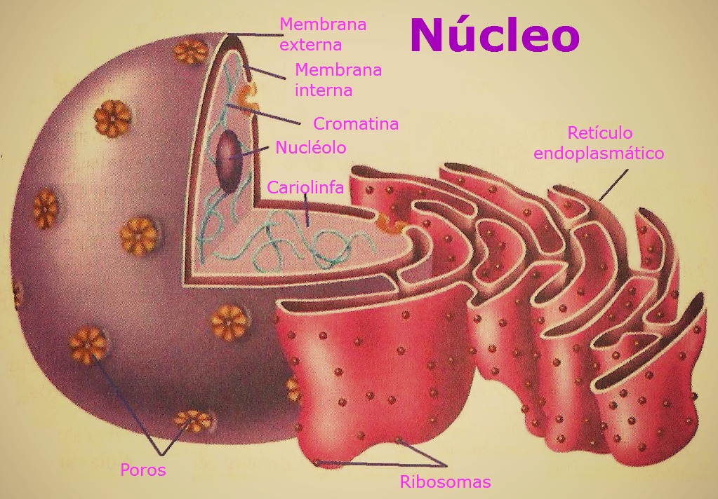 A biologia: Dezembro 2015