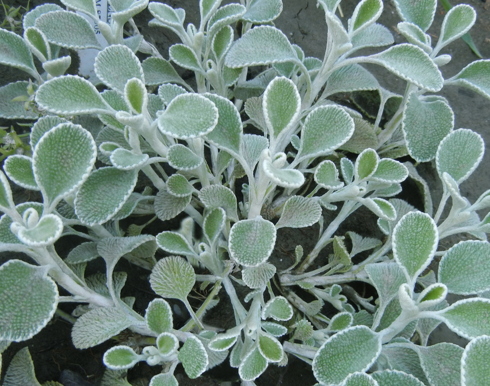 Photographing Flowers: Herbs in the Flower Garden