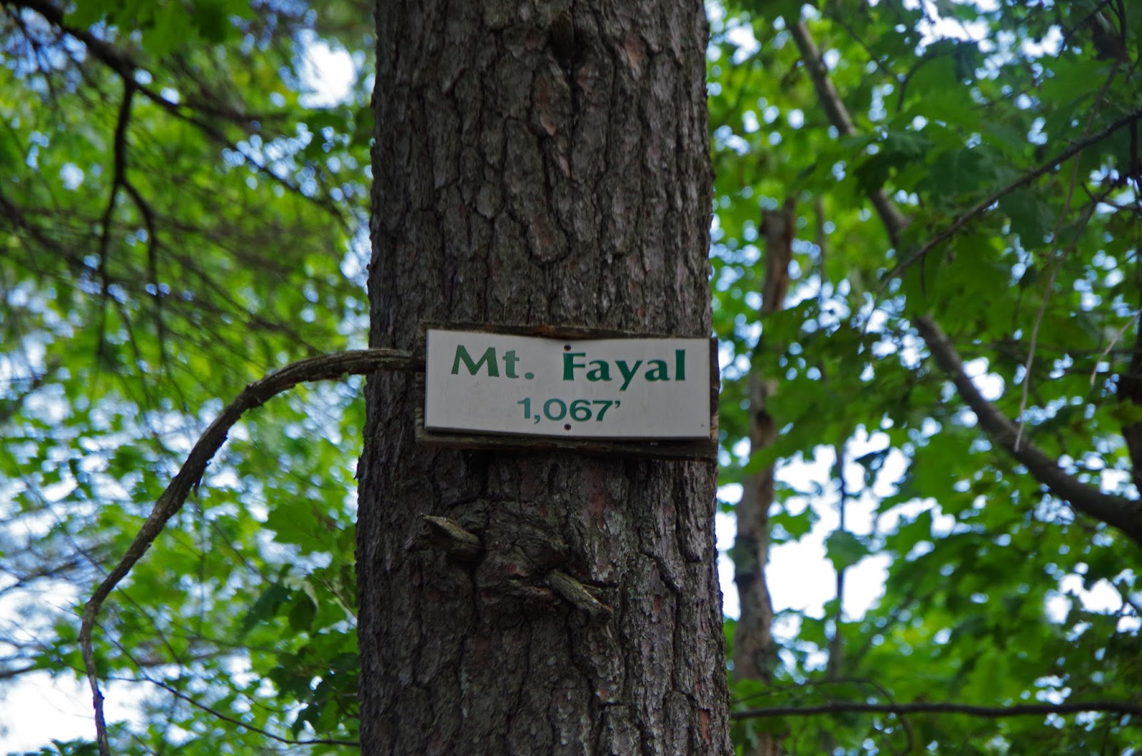 Squam Lakes Natural Science Center Blog: Hiking Mt. Fayal