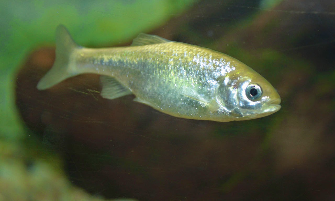 Aquatic Research and Conservation Center