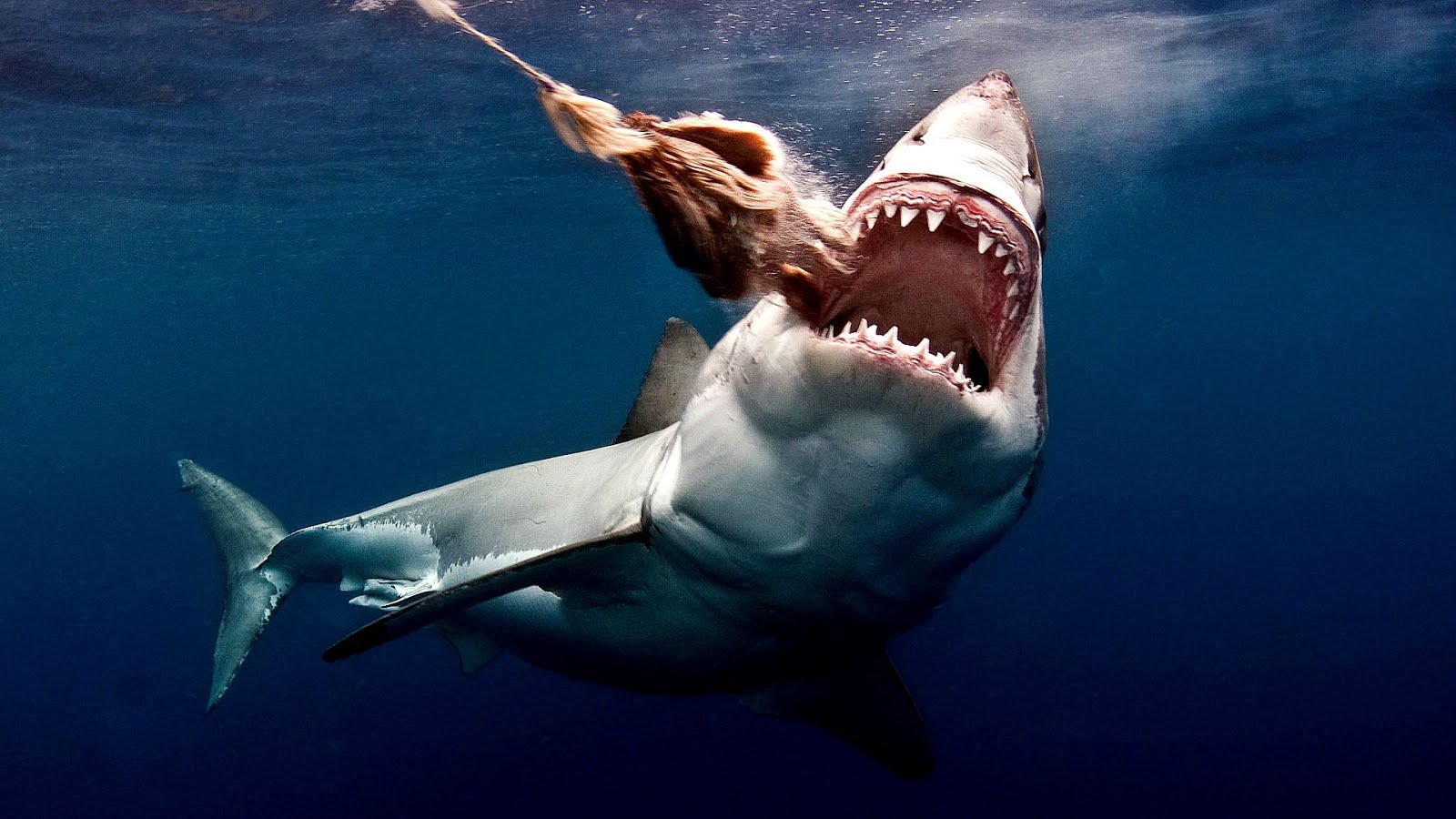 Most Dangerous Monkey In The World - Danger Choices