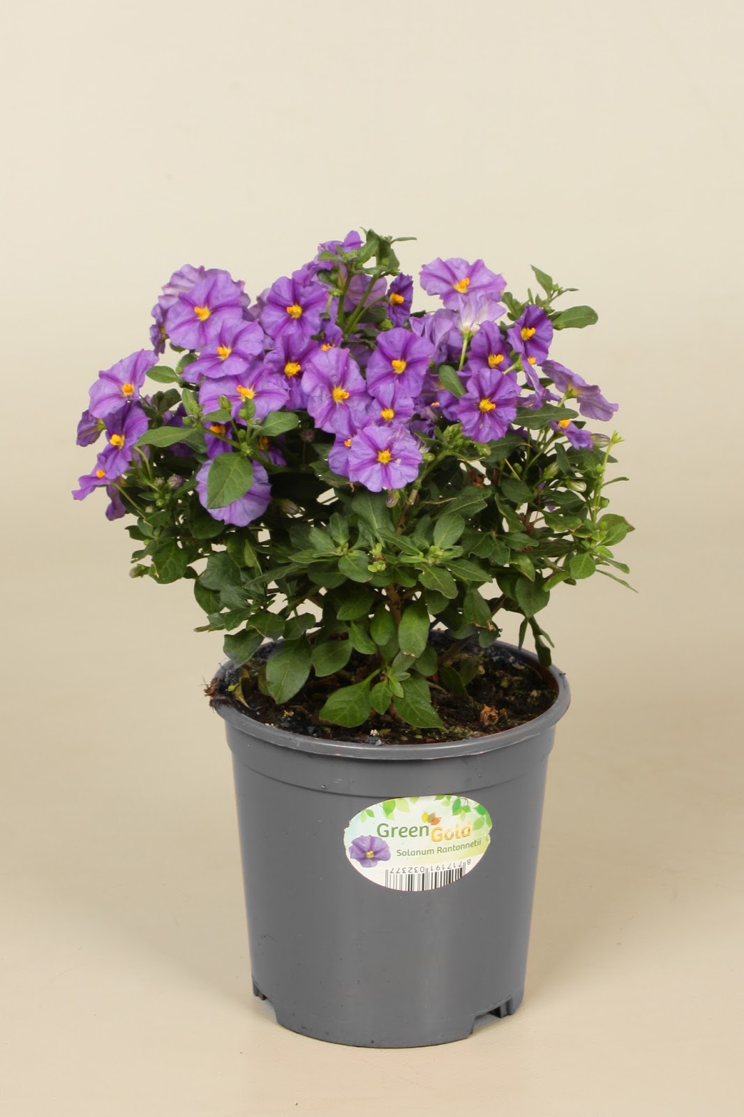 Solanum Lycianthes rantonnetii