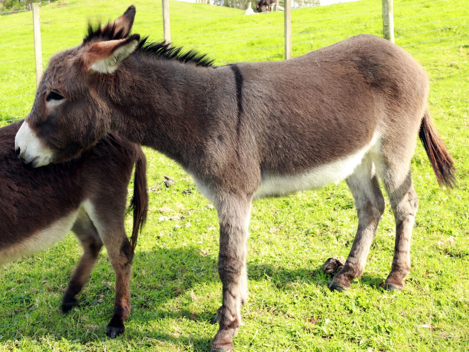 Rotorua Artist Janet Keen's Photography, Mosaics, Paintings & Writing ...
