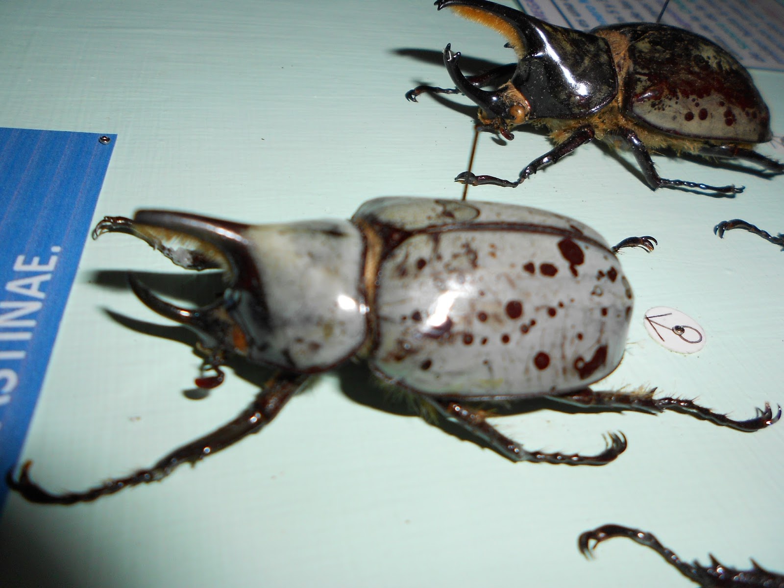 Insectos y Artrópodos Mexicanos y extranjeros: Importancia Ecológica de ...