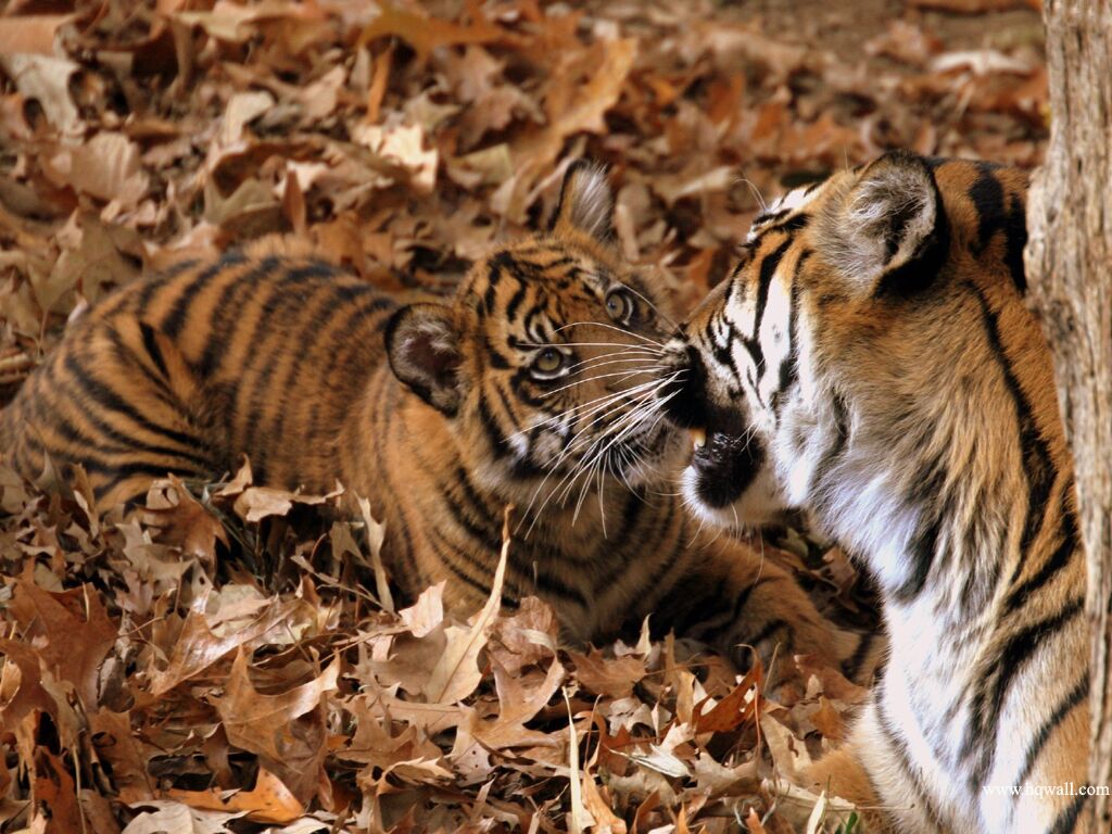 Lovely Pet Wallpaper, Lovely Pets Pictures & Animal Wallpapers