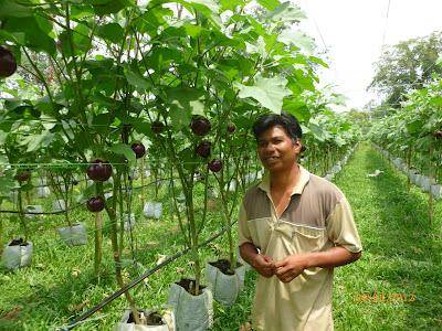 OBO: Projek Tanaman Timun Fertigasi Terbuka Di SMK Kuala Jengal, Dungun ...