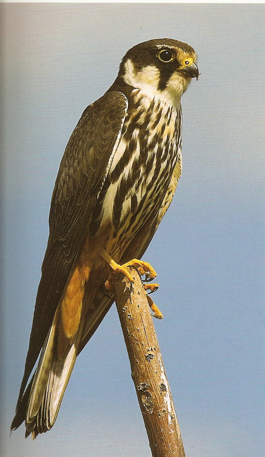 Dehesa de los Alcotanes: Un ave rapaz llamado ALCOTÁN