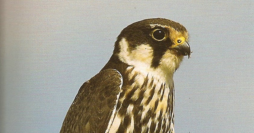 Dehesa de los Alcotanes: Un ave rapaz llamado ALCOTÁN