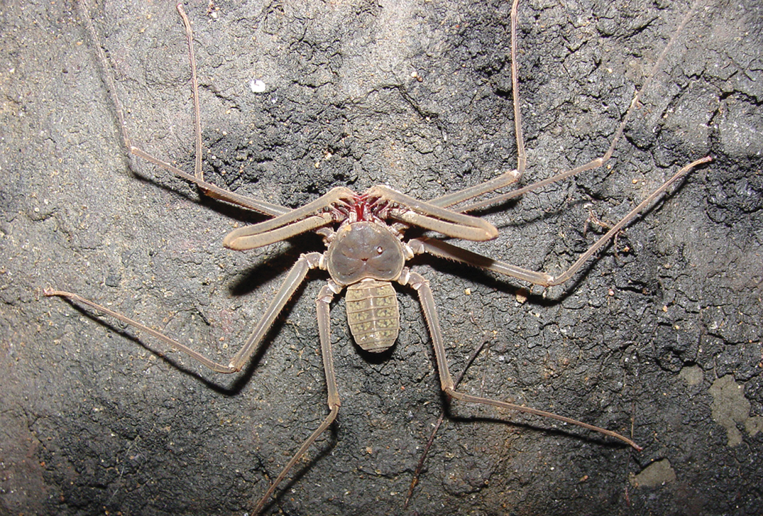 One species a day: A new whip spider: Charinus taboa