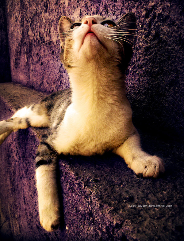 Funny Animals: Praying Cat