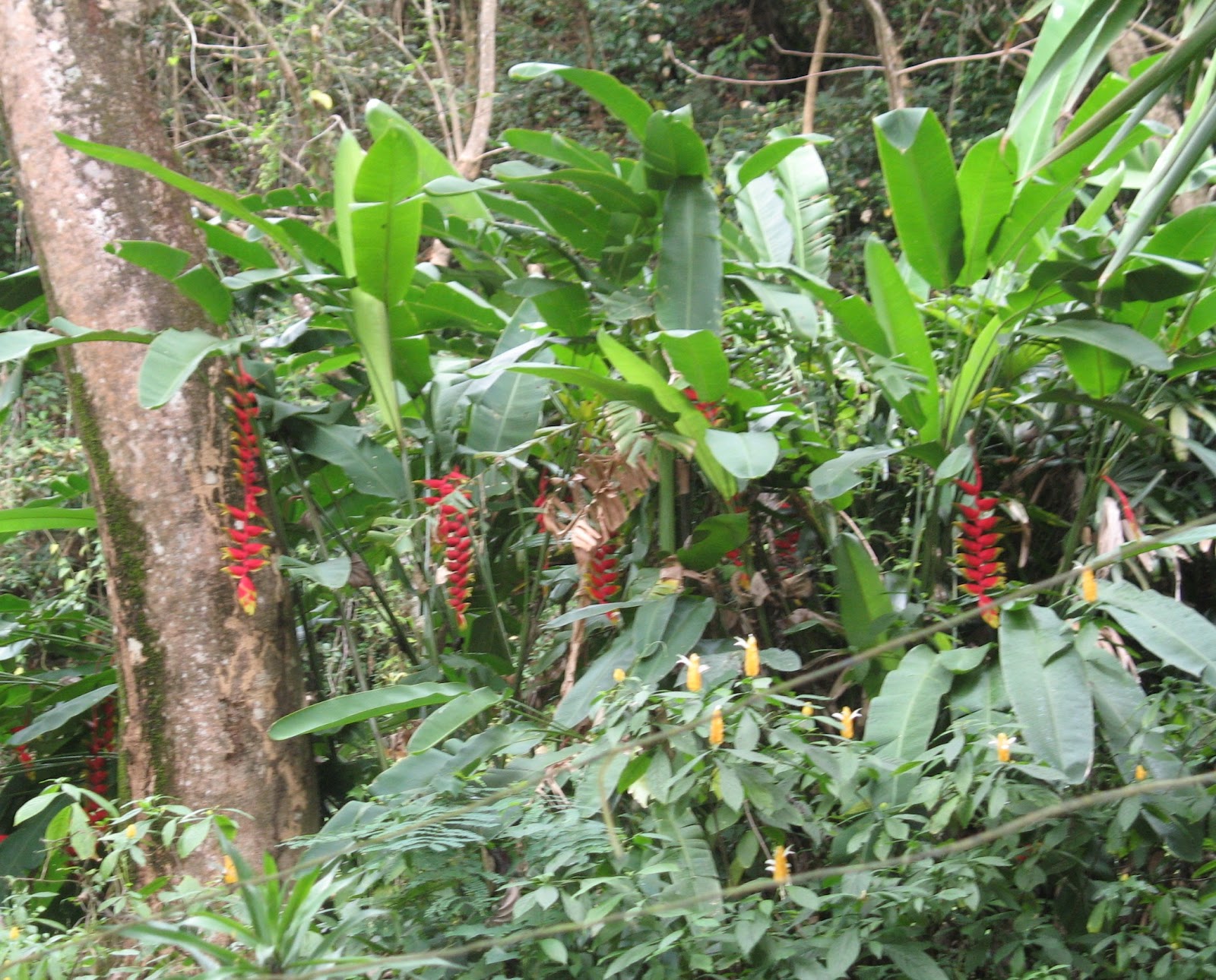 My Season of Peace: Trees and plants galore!