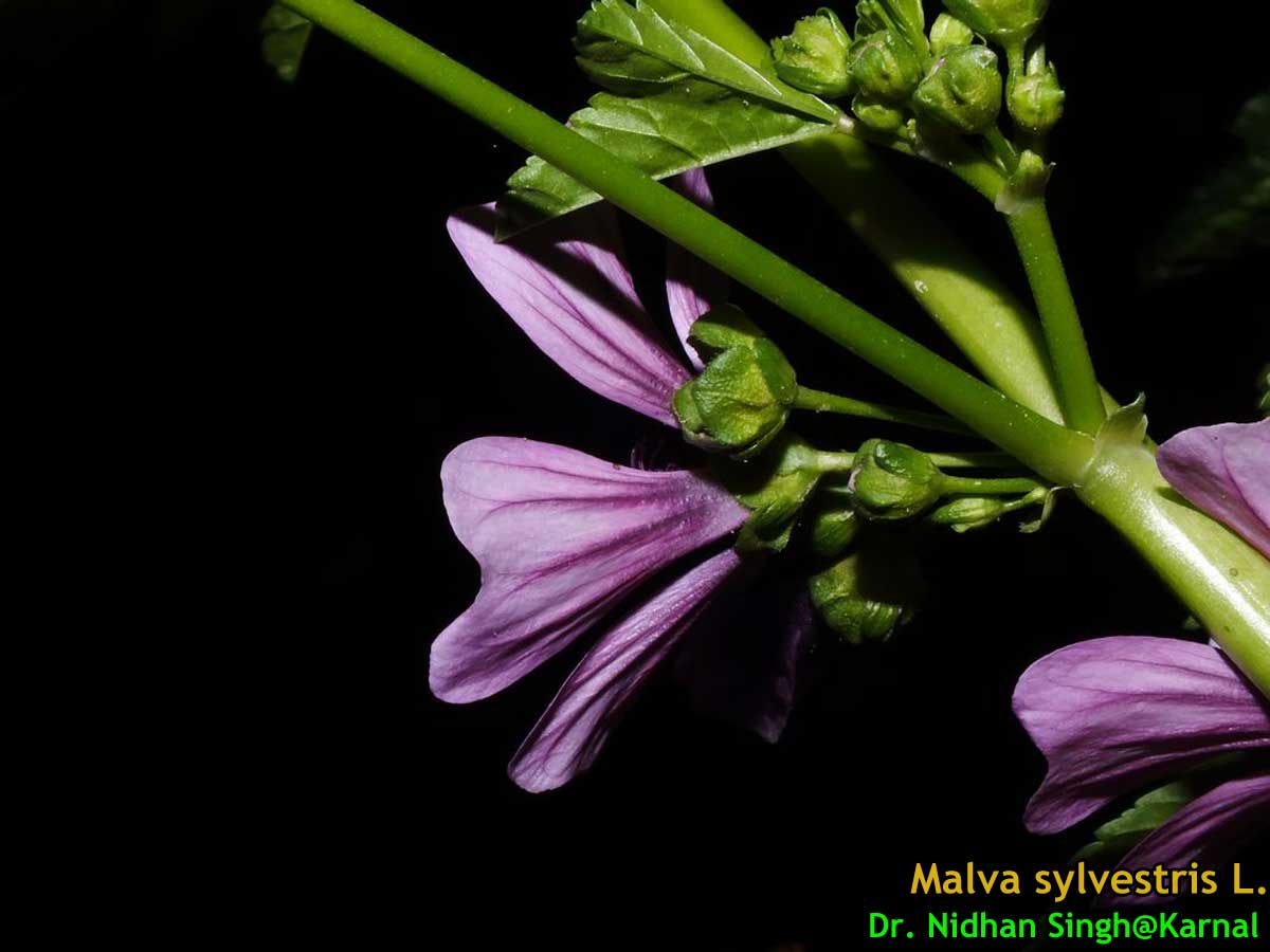 Medicinal Plants: Malva sylvestris, Blue Mallow, Suvarchalaa, Groot ...