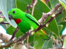 Malay Hanging Parrot | Burung Serindit: Serindit atau Malay Hanging Parrot