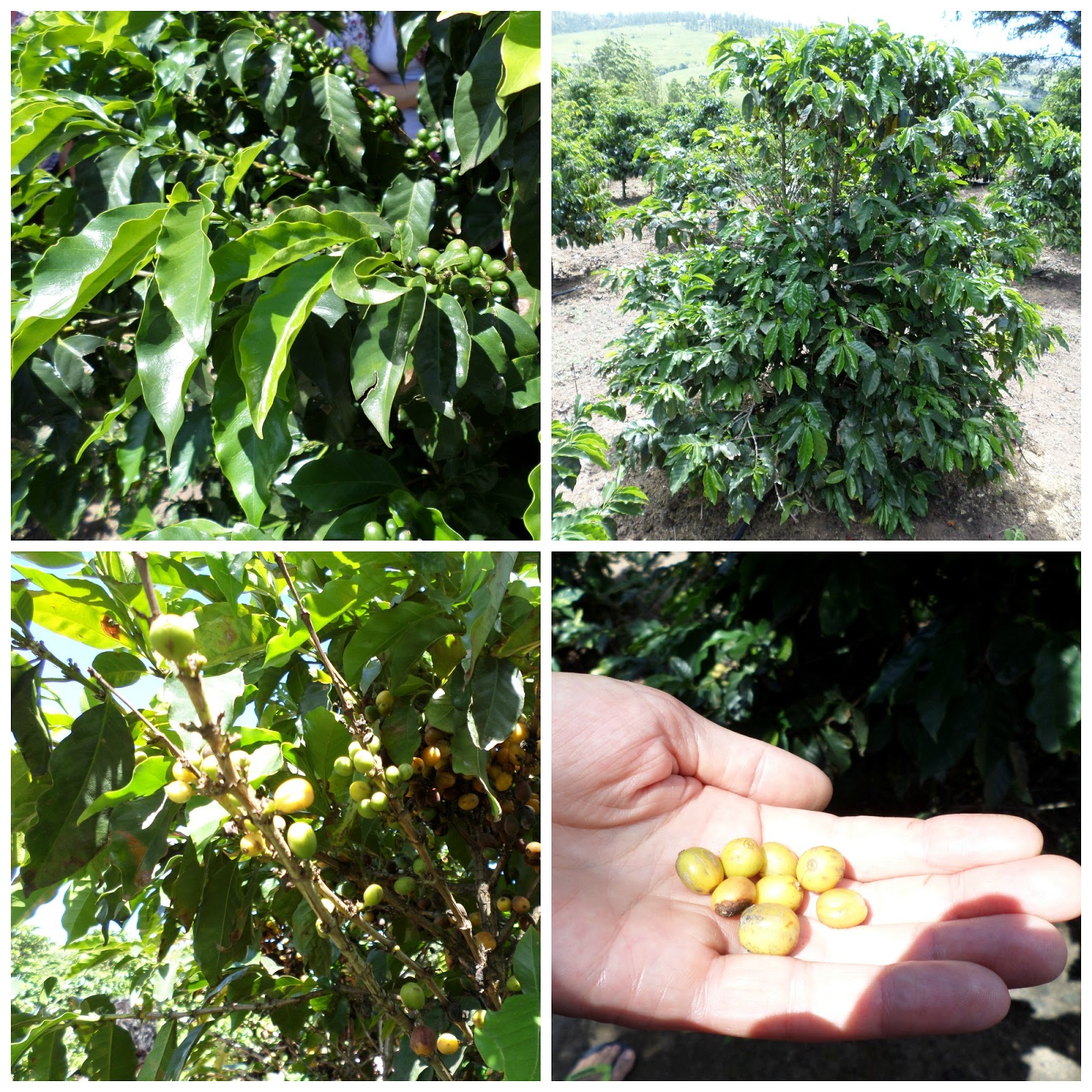 Assagay Coffee Farm | Run on Coffee