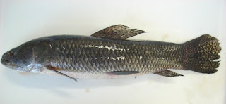 Artes de Pesca: VAMOS A PESCAR TARARIRA