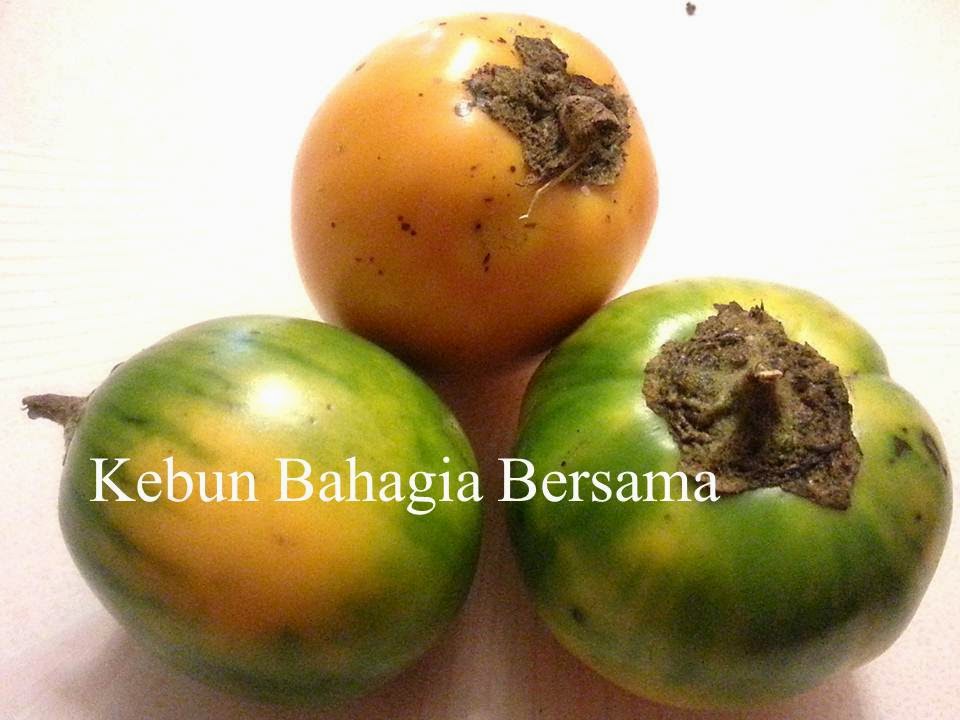 Kebun Bahagia Bersama: Fresh Seeds Terung Asam Sarawak