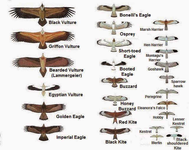 Hacienda Riquelme Blog: Rapaces ibéricas / Iberian raptors