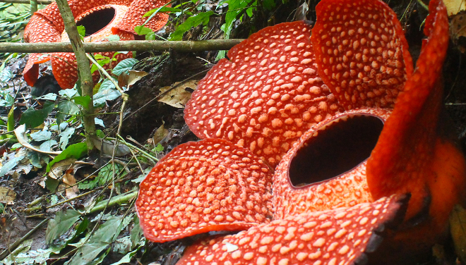 Diez plantas que huelen a carne podrida - Ecomundo