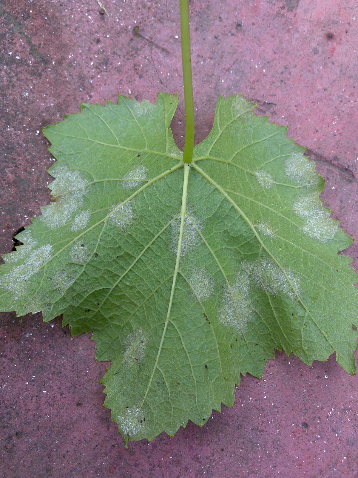 Mildiu, mildíu o mildeu (del ingl. "mildew", moho; Plasmopara viticola)