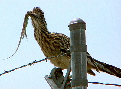 Planeta Variadista: El Correcaminos