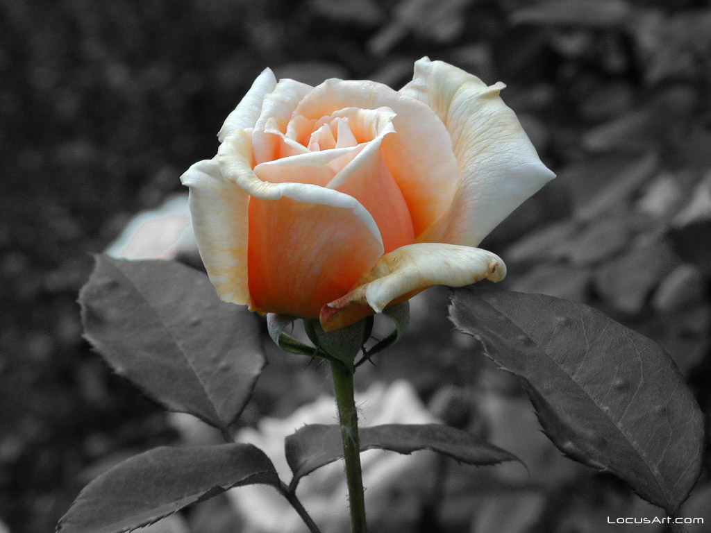 single rose wallpaper |Rose Wallpapers